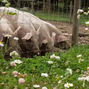 Farm Raised Pork and Poultry - Country Bee Honey Farm