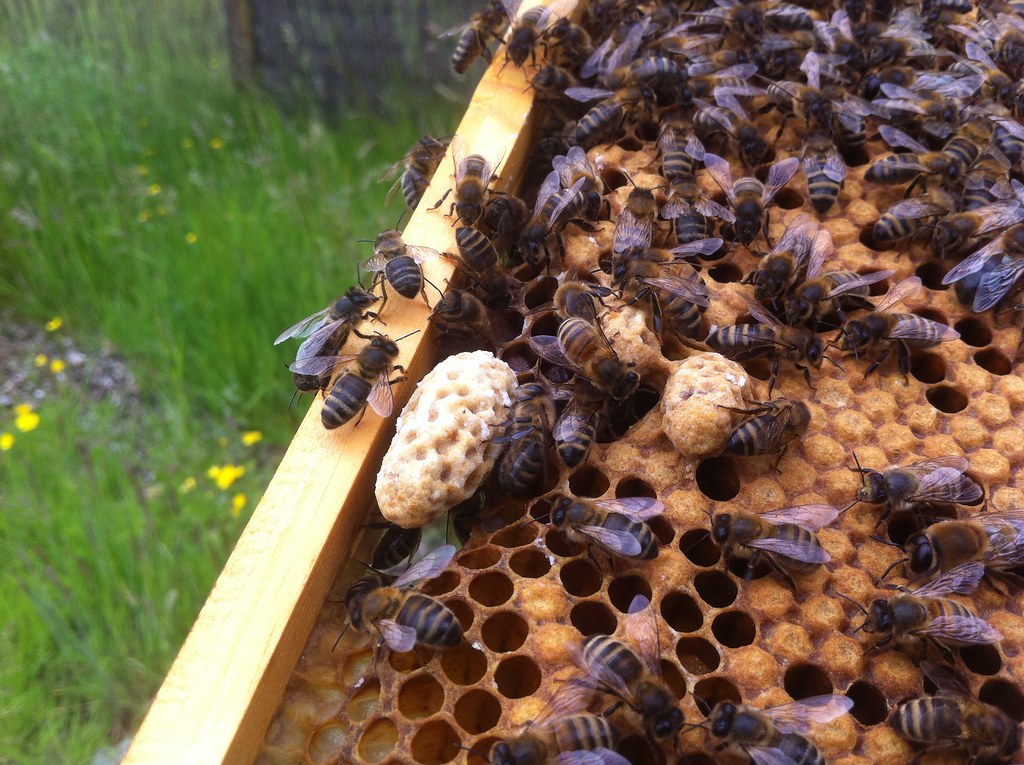 Queen Bee: Head of the Hive - Country Bee Honey Farm
