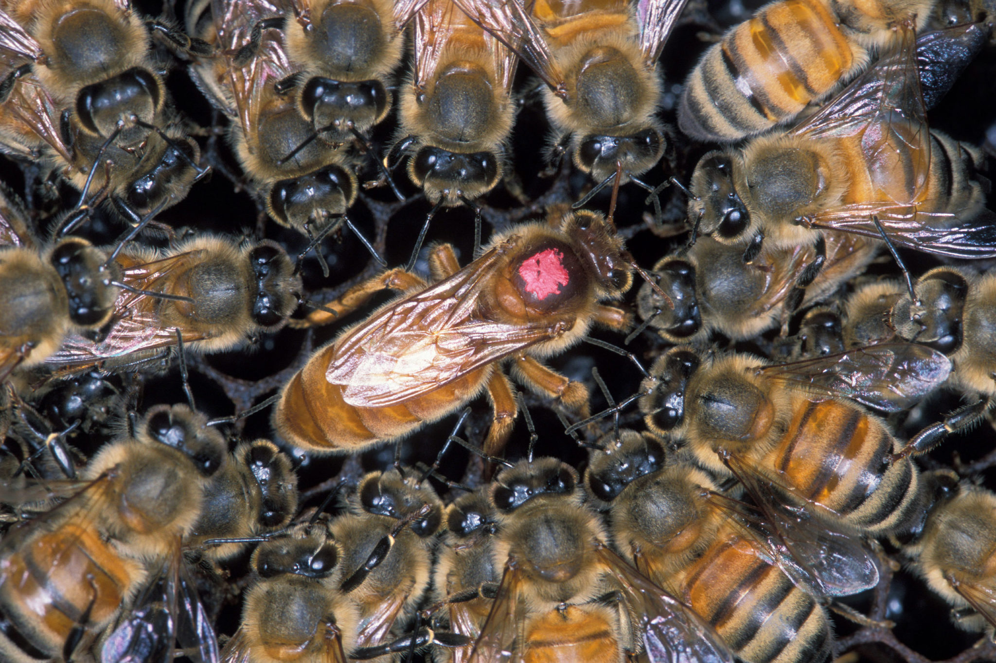 Queen Bee: Head of the Hive - Country Bee Honey Farm