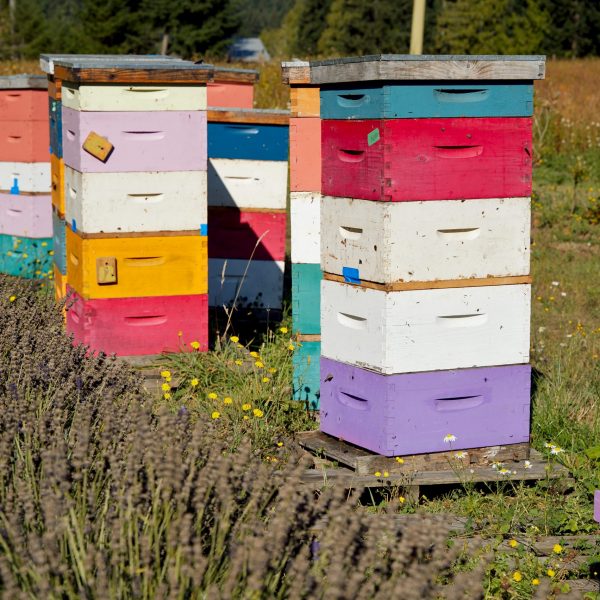 Home Page - Country Bee Honey Farm
