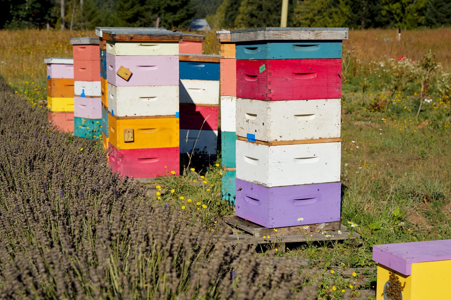The Country Bee Farm Experience - Country Bee Honey Farm