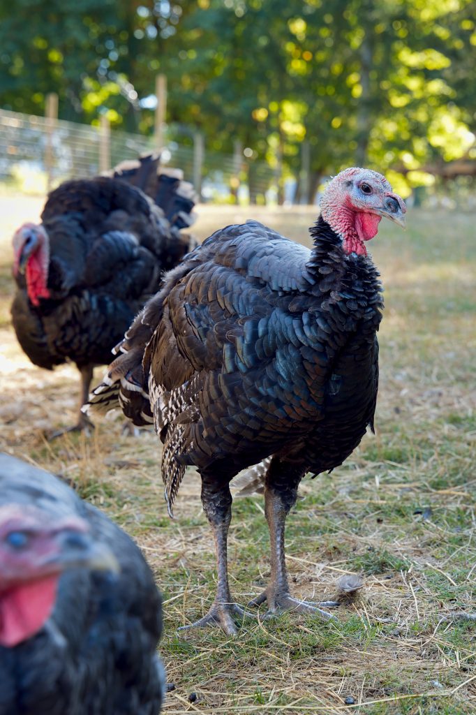 The Country Bee Farm Experience - Country Bee Honey Farm