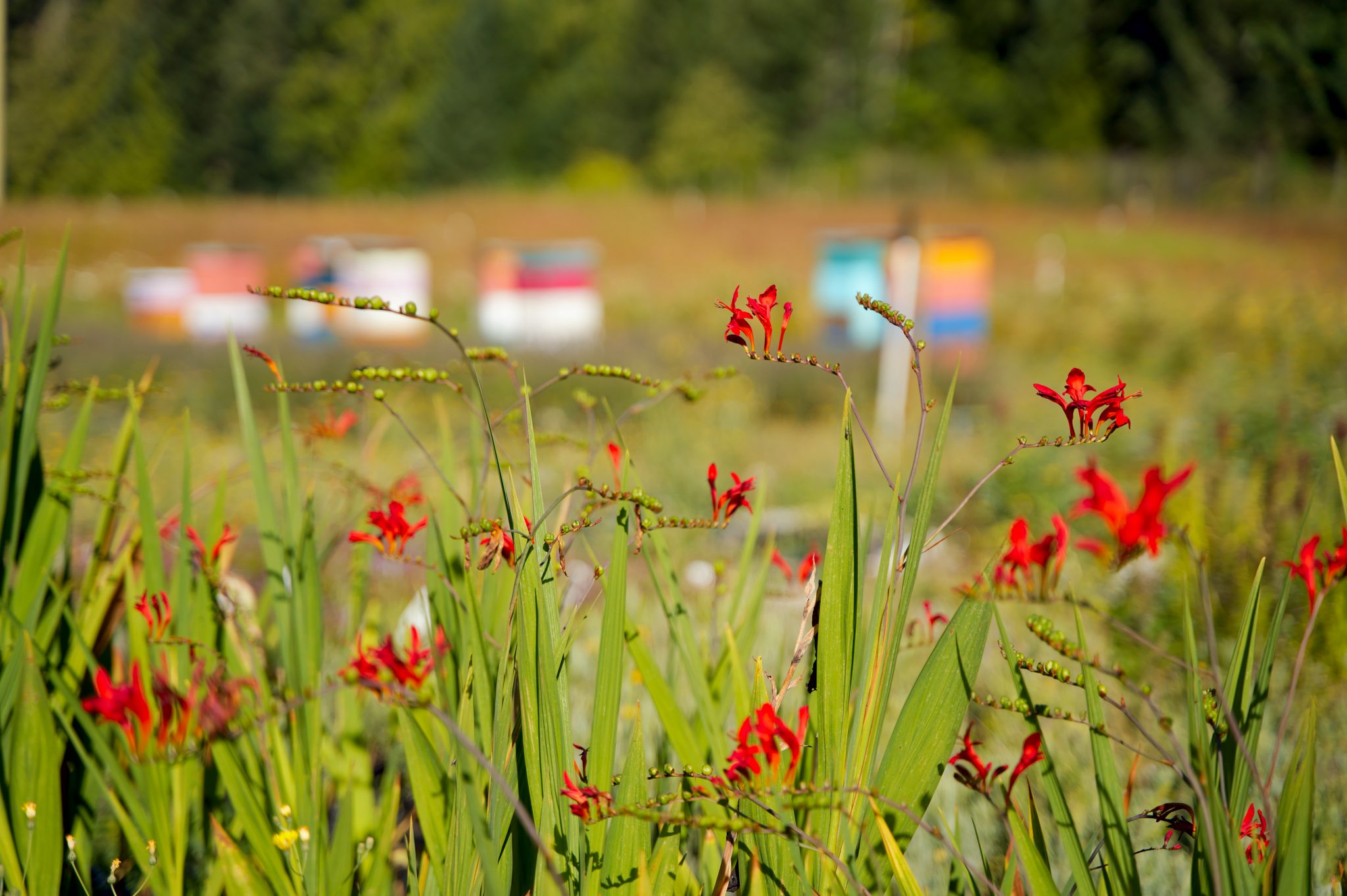 The Country Bee Farm Experience - Country Bee Honey Farm