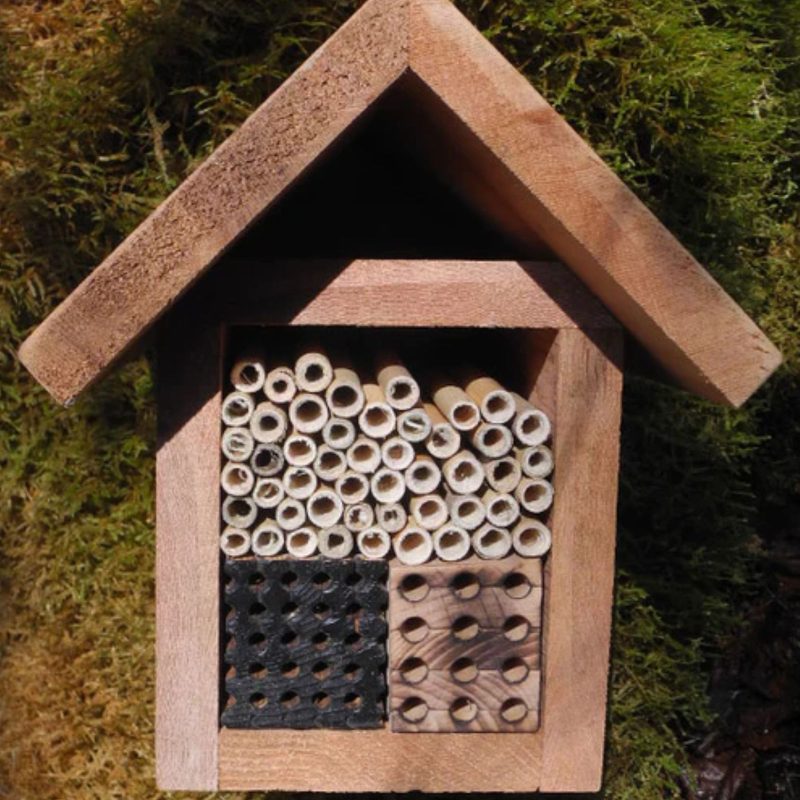 Mason Bees & Pollinators CocoonsMason Bee Cocoon (10 count) - Country ...