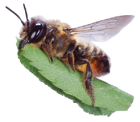 Leafcutter Bees: A Beginners Guide - Country Bee Honey Farm