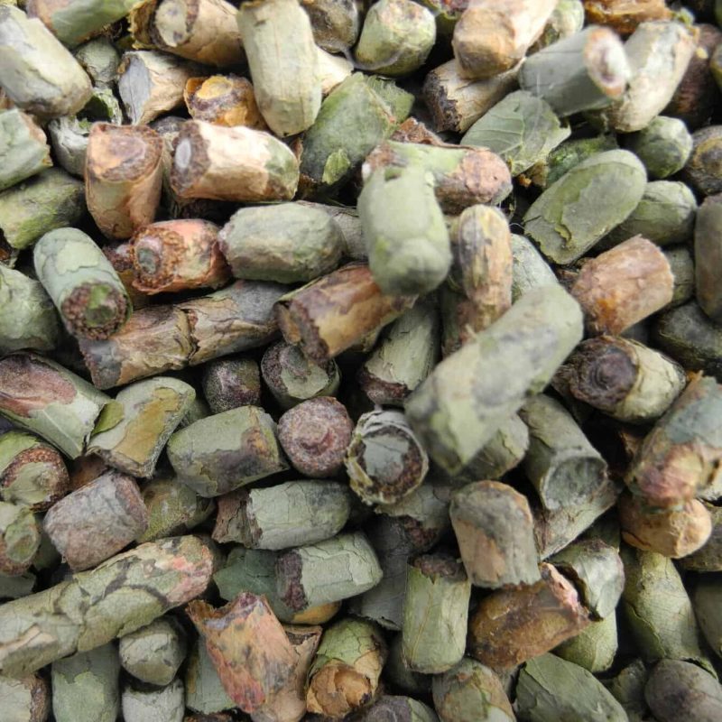 Leafcutter Bee Cocoons