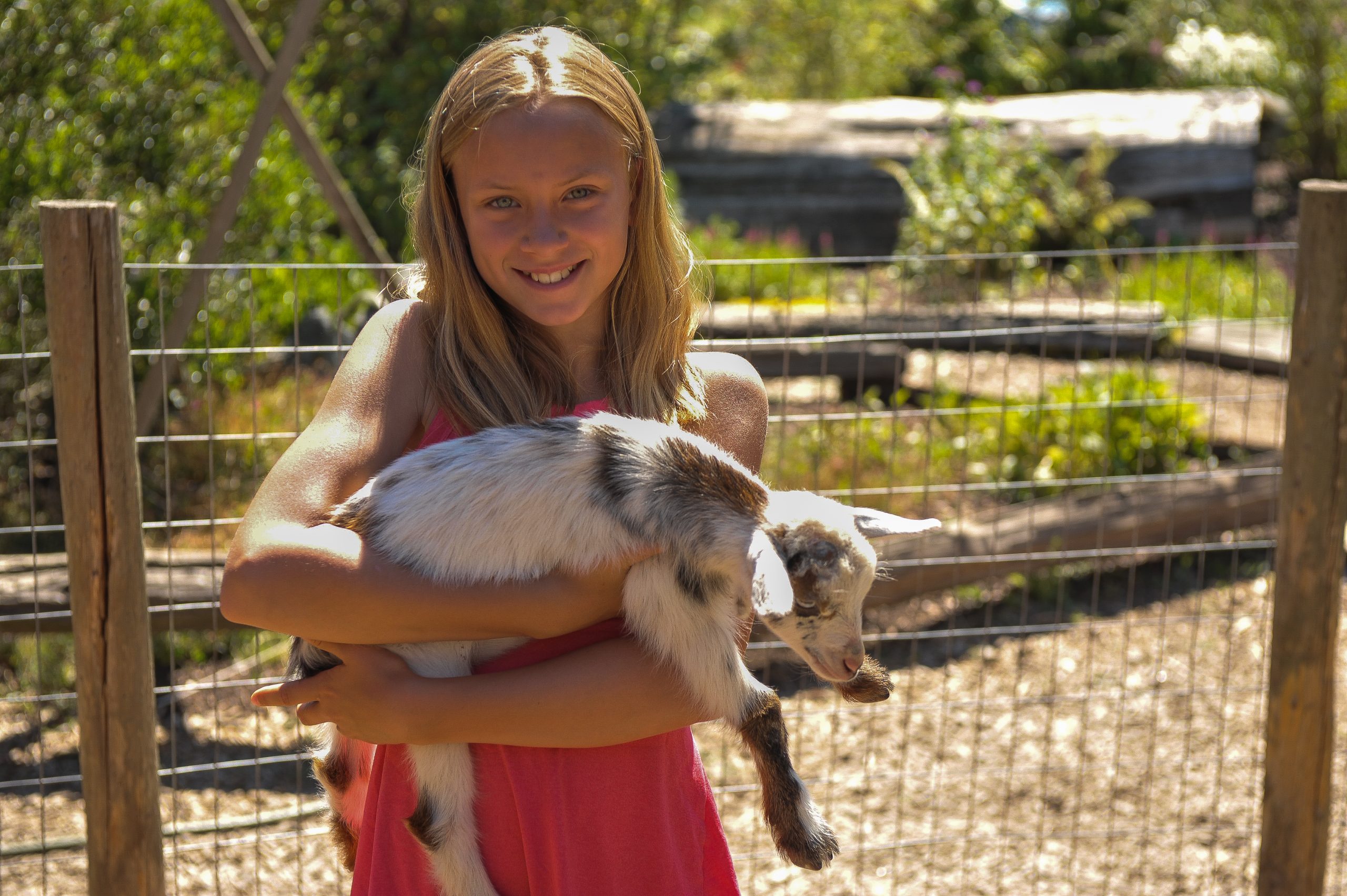 Goat Snuggles - Country Bee Honey Farm