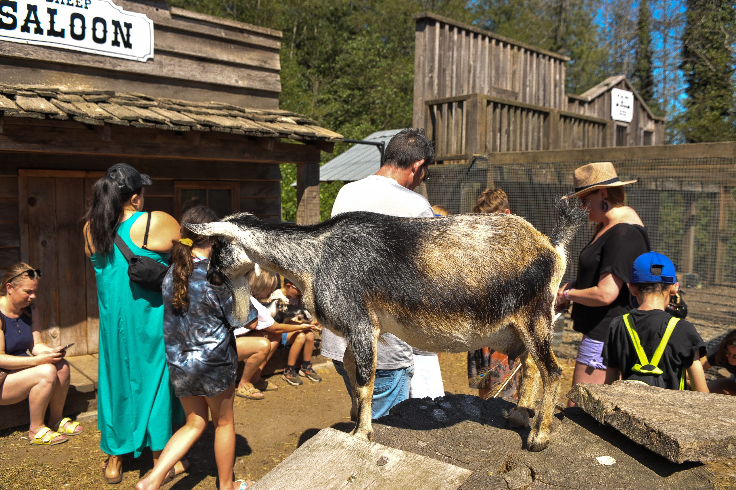 Goat Snuggles - Country Bee Honey Farm