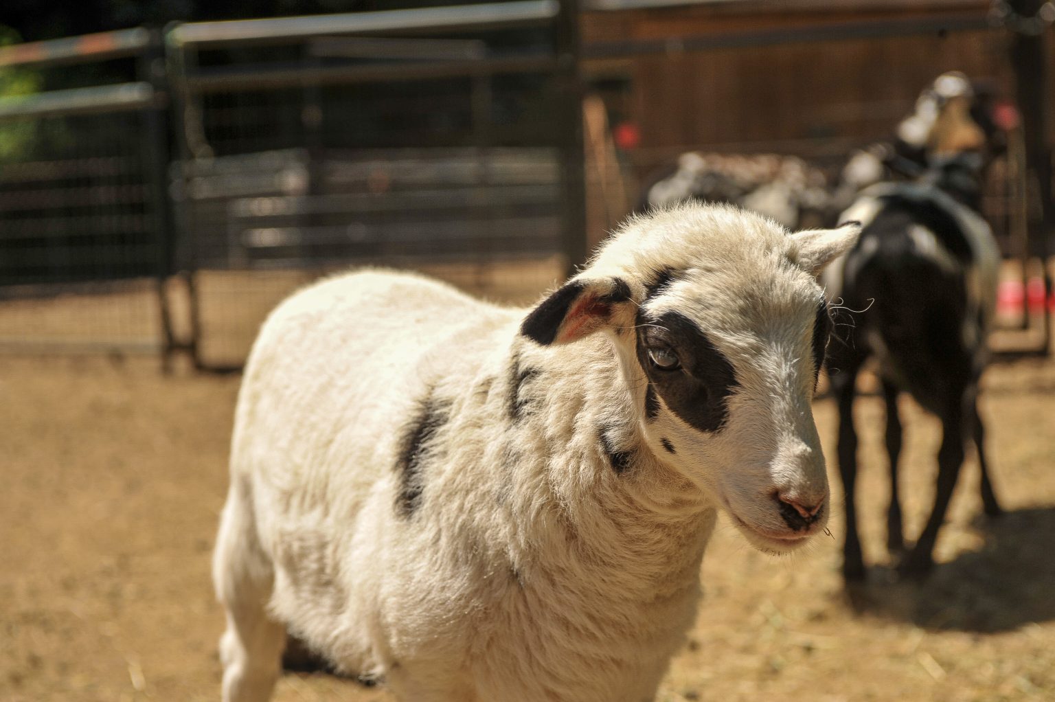 The Country Bee Farm Experience - Country Bee Honey Farm